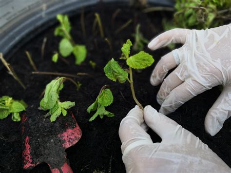 What To Consider When Growing Peppermint The Habitat