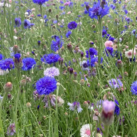 How To Grow Cornflowers Vital Seeds