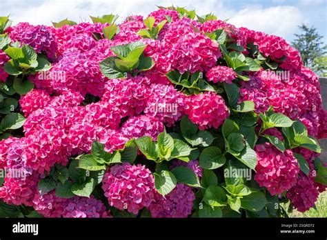 Hydrangea Macrophylla Shrub With Red Flowers Bigleaf Hydrangea Garden Hortensia Colorful