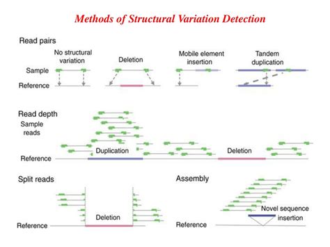 Ppt Genome Assembly And Structural Variation Detection From Minion Nanopore Data Powerpoint