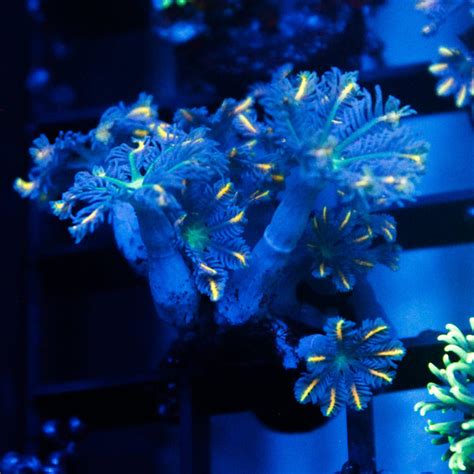Jc Firework Clove Polyp Jersey Corals