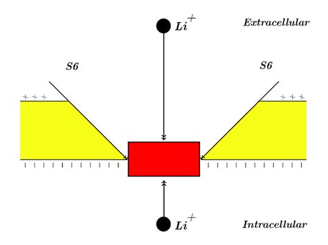 The Figure Represents A Schematic Diagram Of The Closed Intracellular