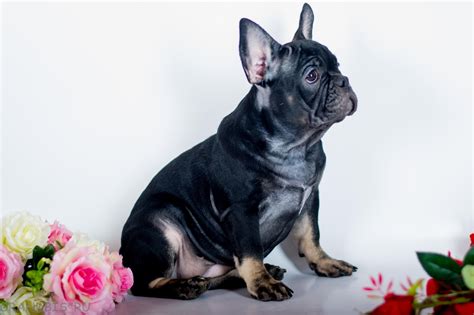 Французский бульдог девочка 57 фото картинки Sobakovod Club