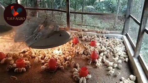 ৬ দিন হয়ে গেলো সোনালি মুরগি Youtube