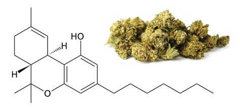 What Is Thc P Flower Cannabis Coupon Codes