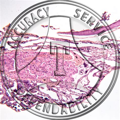 Frog Spinal Cord Cs Dorsal Root Ganglion Prepared Microscope Slide