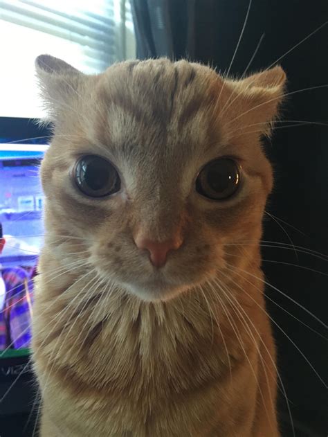 Cat Look Blank Template Imgflip