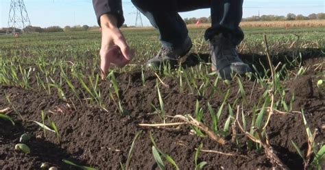 U Of M Researchers Exploring Viability Of Cold Weather Wheat In
