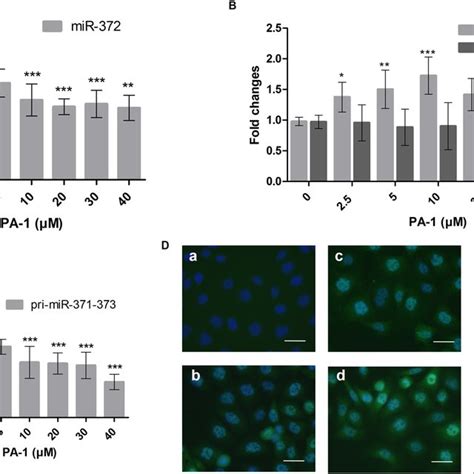 Rt Qpcr Quantification Of Mirna After A 4 Day Treatment With 25 μm Of