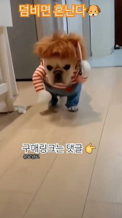 처키가 되고픈 강아지 Youtube