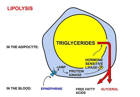 Difference Between Lipolysis And Lipogenesis L Lipolysis Vs Lipogenesis