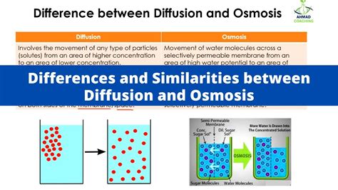 Diffusion And Osmosis Similarities Differences