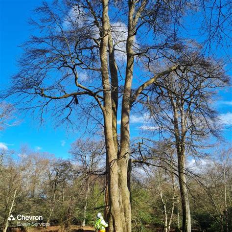 All You Need To Know About Tree Condition Inspections As An Estate