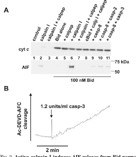 Apoptosis Inducing Factor Semantic Scholar