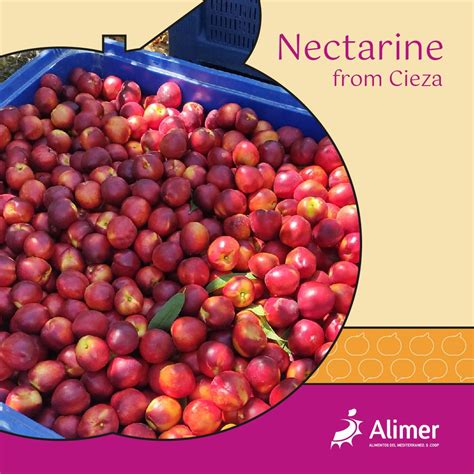 Alimer On Linkedin Alimercieza Fruit Nectarine