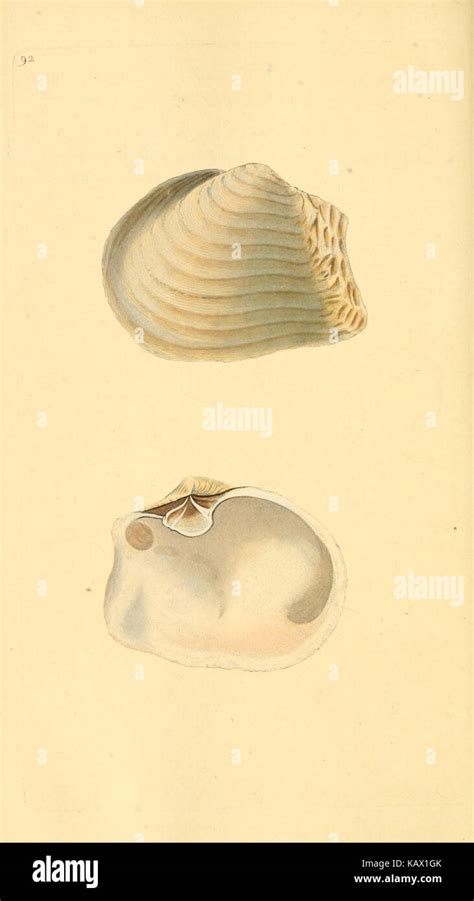 The Natural History Of British Shells Plate 92 6127196234 Stock