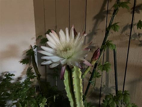 今年もサボテンの花が咲きました パスターミッキー のブログ Bloguru