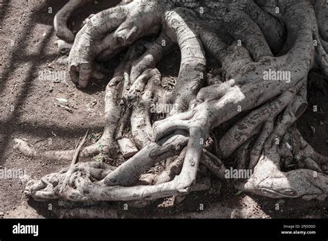 Huge Tree Roots Growing Outside Stock Photo Alamy