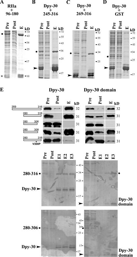 Two Sites In Rsp3 Bind To The Riia And The Dpy 30 Domain His Tagged