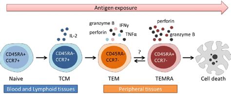 CD Memory T Cell Subsets Download Scientific Diagram