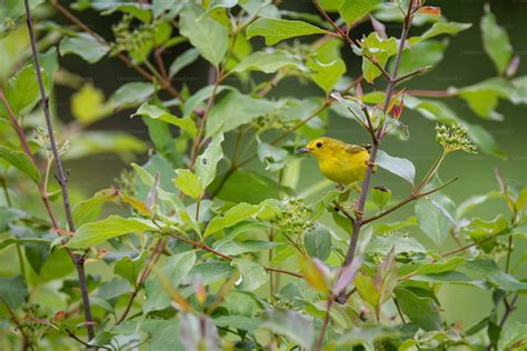 A Small Yellow Bird Perched On A Tree Branch Photo Bird Image On Unsplash