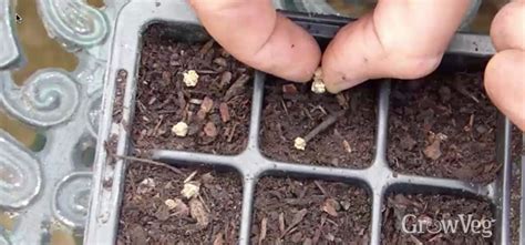 5 Gardening Hacks For Seed Sowing Success