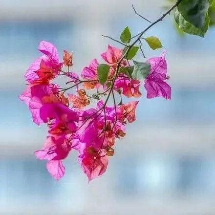 云天社 北美分社芬芳从哪个方向来外一首 作者 窈窕食女 法国 平台 金鸡菊