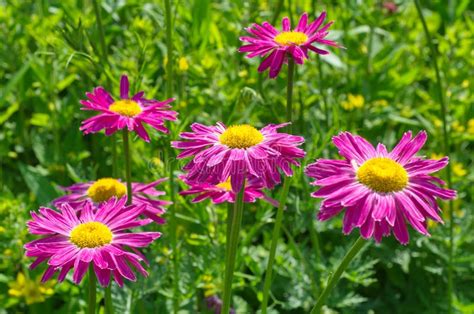 The Pink Pyrethrum In Bloom In The Garden Stock Image Image Of Nature