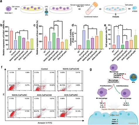 A Schematic Illustration For The Conditioned Culture Of Atdc5 Cells Download Scientific
