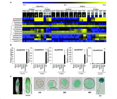 Expression Patterns Of OsANTH Genes In Rice A Heatmap Showing
