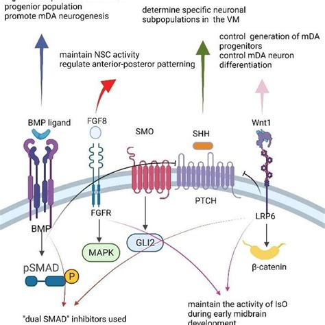 The Function And Crosstalk Of Important Signaling Pathways In Mda Download Scientific Diagram