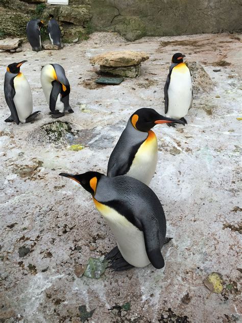Whats The Difference Penguin Vs Puffin National Marine Sanctuary