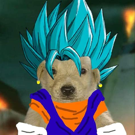 Vegito Dog Icon Fotos De Perros Chistosos Humor De Animales