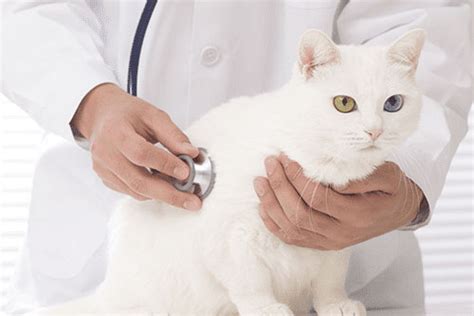 新松戸どうぶつ病院 千葉県 松戸市 動物病院