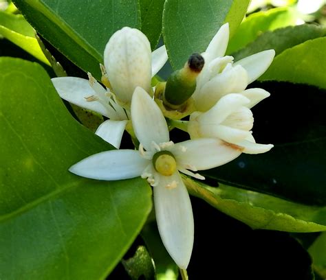 Mensagens Pensamentos E Imagens Flor De Limoeiro