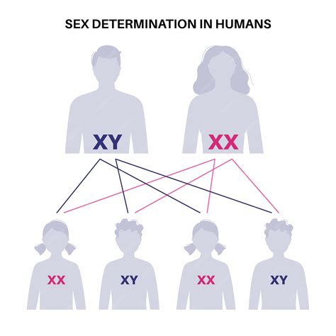 Premium Vector Sex Determination In Humans Male And Female Sperm And