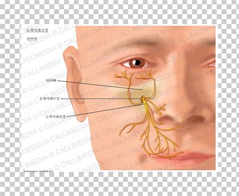 Infraorbital Nerve Nasociliary Nerve Anatomy Infraorbital Artery Png Clipart Anatomy Cheek