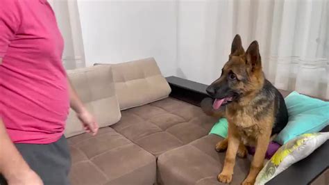 German Shepherd Puppy Reaction To Owner Crying Album On Imgur
