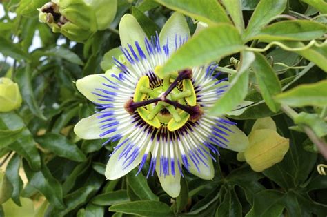 The Risks Of Smoking Passion Flower Leaftv