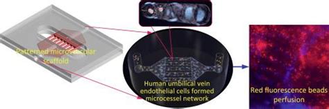 通过使用新型支架包裹方法模拟体内血管生成来制造可灌注微血管网络 Materials And Design X Mol