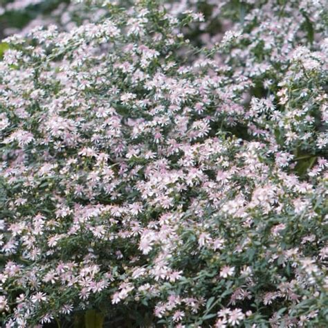 A X I H ・j F F B C U B N35 B G