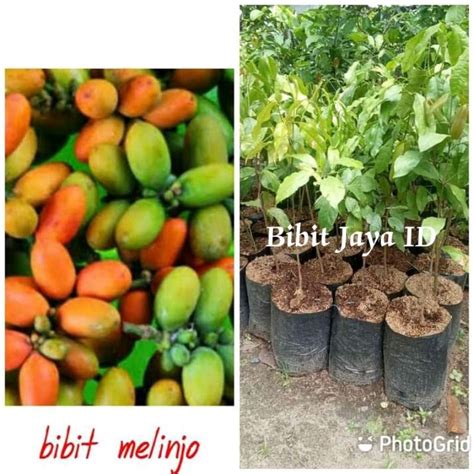 Jual Bibit Melinjo Atau Belinjo Shopee Indonesia