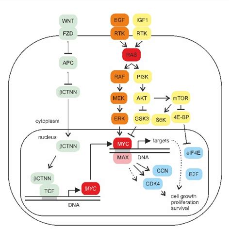 Pdf Strategies To Target The Cancer Driver Myc In Tumor Cells