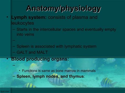 Fish Anatomy And Physilogy Ppt