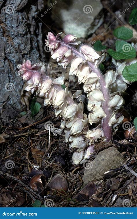 Closeup Of Two Flower Stems Of Latraea Squamaris Or Common Toothwort