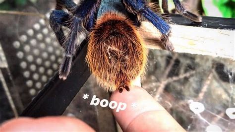 I Booped My Tarantulas Butt ~ 😂 Youtube
