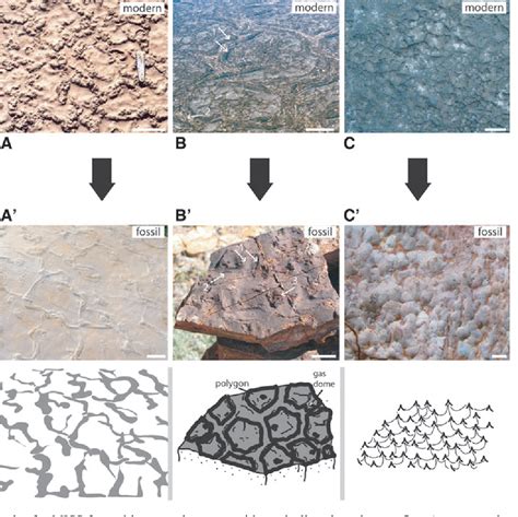 Figure 5 From Microbially Induced Sedimentary Structures In Clastic Deposits Implication For