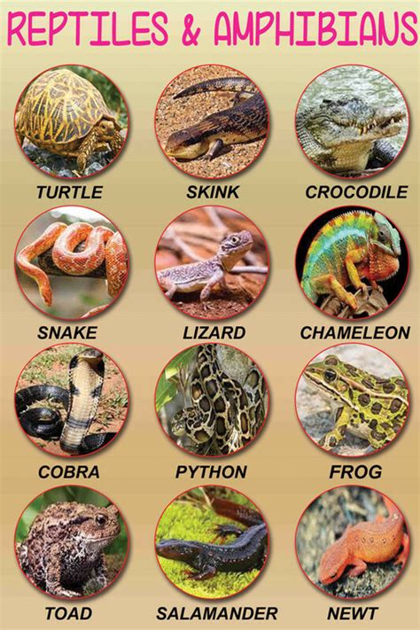 Reptiles Information