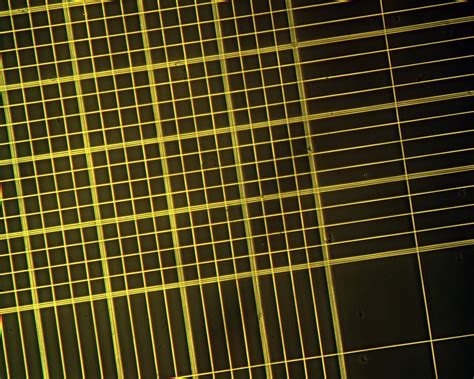 Hemocytometer Grid 100x Megan L Lavengood