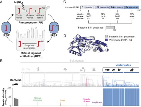 Lateral Gene Transfer Search Terms